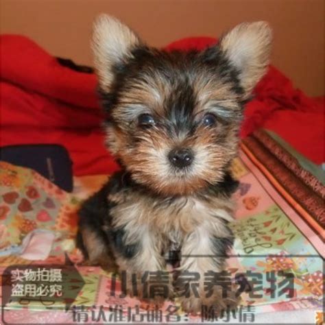 出售纯种金头刚蓝背约克夏梗犬幼犬赛级约克夏狗狗金头银背活体x 虎窝淘