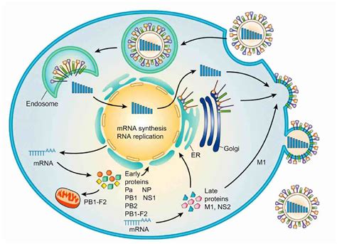 Influenza Virus Infectious Diseases Research Area