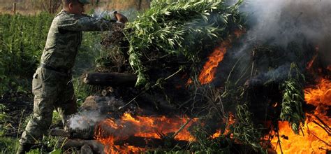Sedena Quema 100 Mil Plantas De Marihuana Encontradas En Poncitlán Jalisco