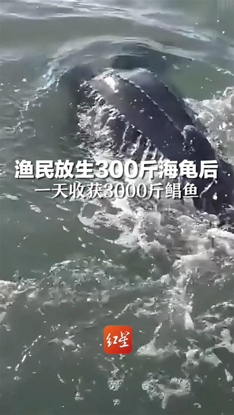 也许是个美丽的缘分渔民剪破渔网放生300斤海龟随后一天收获3000斤鲳鱼 凤凰网视频 凤凰网