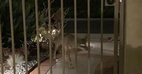 Coyote Album On Imgur