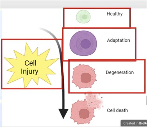 Cell Degeneration 1 And 2 Adaptation And Degeneration Flashcards Quizlet