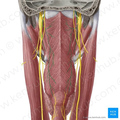 Stylopharyngeus Origin Insertion Innervation Action Kenhub