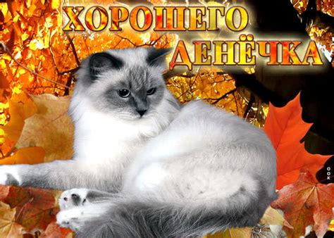 Милая открытка с кошкой в листьях Хорошего денечка Скачать бесплатно