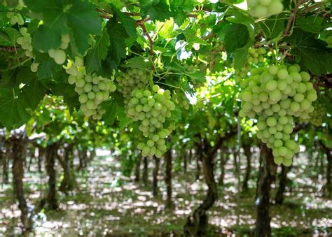 تبوک ریجن مملکت میں انگور کی سالانہ پیداوار میں سرفہرست Urdu News اردو نیوز