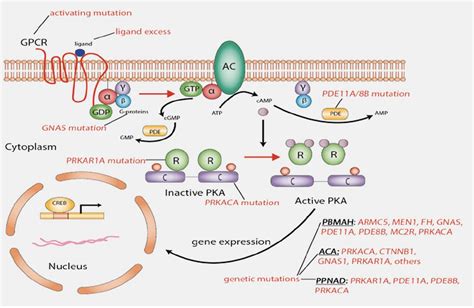 Cyclic Amp Signaling