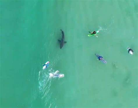 Surfers And Kayakers Close Encounter With Great White Shark
