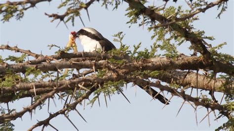 Shrikes Meet The Bird That Impales Prey On Spikes