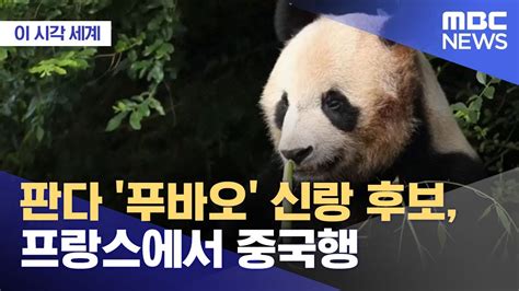이 시각 세계 판다 푸바오 신랑 후보 프랑스에서 중국행 20230726뉴스투데이mbc Youtube