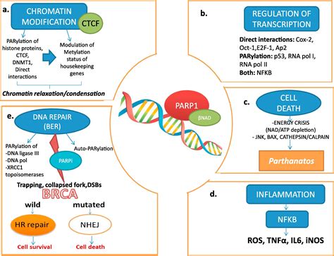 Parp Inhibitors In Ovarian Cancer Cancer Treatment Reviews