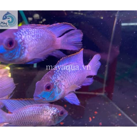 Cá Phượng Hoàng Blue Acara sz to Mayaqua