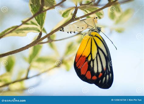Beautiful Butterfly Emerged From Its Cocoon Stock Photo Image Of