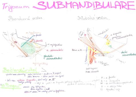 Submandibular Triangle Wikilectures