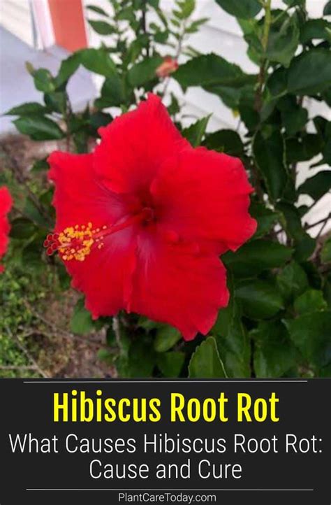 Plant Hibiscus Root At Brayden Hervey Blog