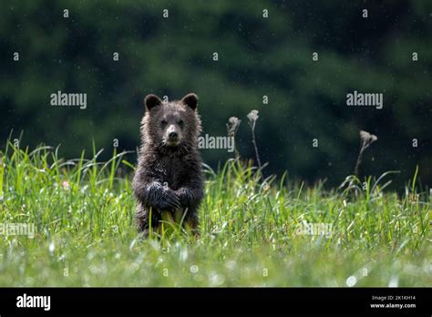 A Cute Black Grizzly Bear Cub With Its Paws Crossed Stands In Tall