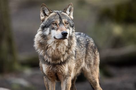 Montana Judge Reduces And Restricts Wolf Hunting Sportsmens Alliance