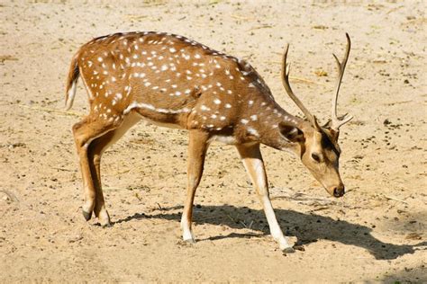 🦌 Is Deer Meat Halal The Islamic Perspective On Venison Consumption