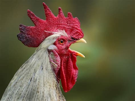 Why Do Roosters Crow All Day