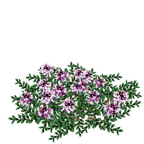 Wild Thyme Pollinator Pathmaker