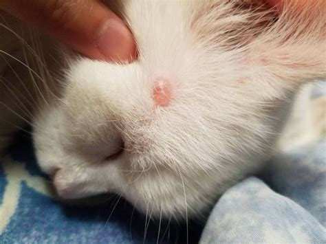Black Lump Under Cats Chin Vennie Lilly