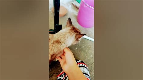 Spider Michi Youtube