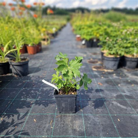 Astrancija Didžioji Star Of Billion P13 Mamaflora Lt