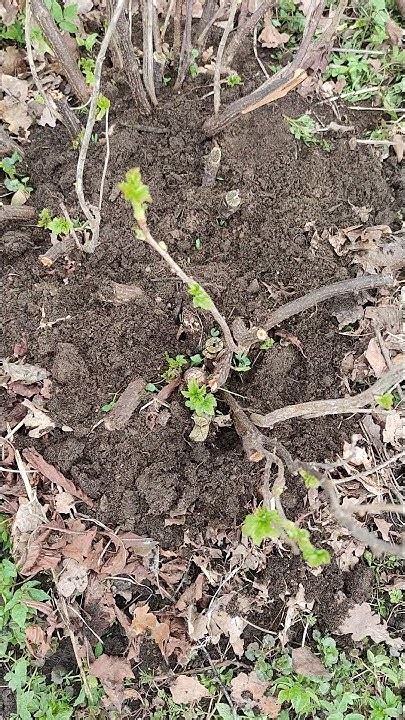 Как омолодить старый куст смородины Youtube