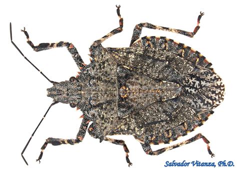 Hemiptera Heteroptera Pentatomidae Brochymena Barberi Rough Stink Bugs