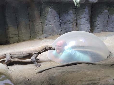 Face To Face With A Komodo Dragon Album On Imgur