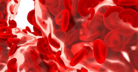 Difference Between Red And White Blood Cells BioMadam
