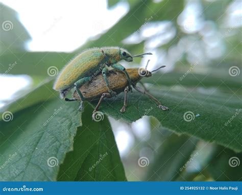 Unique Insect Mating Season With Yellow Green Pattern Stock Photo Image Of Leaf Beetle