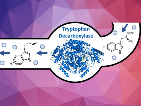 Using Enzymes To Make Tryptamine Analogs Chemistryviews