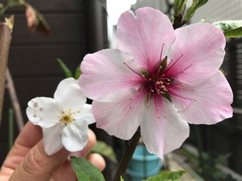 アーモンドの花びらは5枚 りんすいのブログ 楽天ブログ