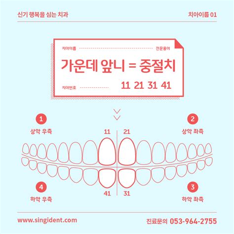 치아종류 치아번호 치아이름 성인치아개수 등 치아 기초 지식 신기행복을심는치과 건강정보