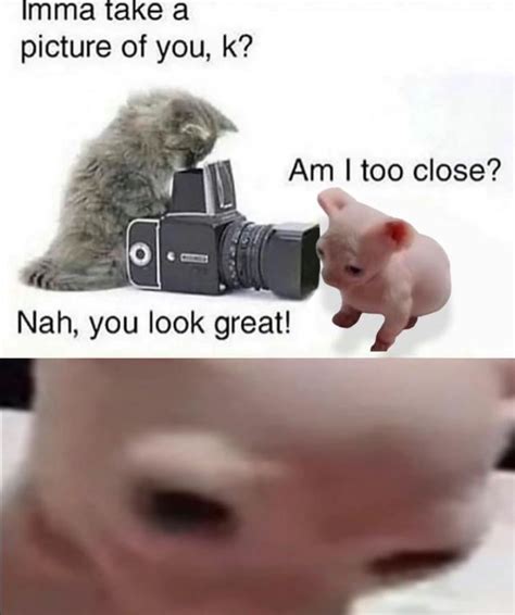 My Favorite Bingus Meme That Ive Made Rbingus