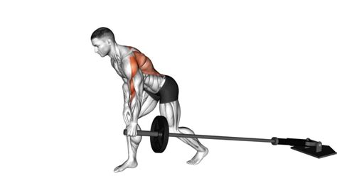 10 Essential Back Exercises For An Effective Gym Workout Workout Guru