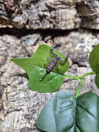 Javan Dwarf Scorpion Chaerlius Variegatus Birmingham Reptiles