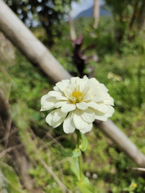 Premium Photo In Malinao