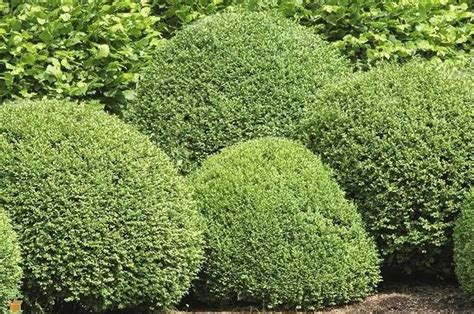 Evergreen Shrubs For Shade Artofit