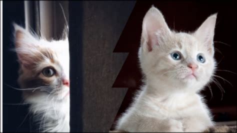 Cute Cat Youtube