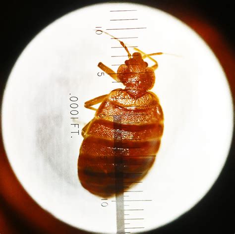 Bed Bugs In Texas Bugs In The News