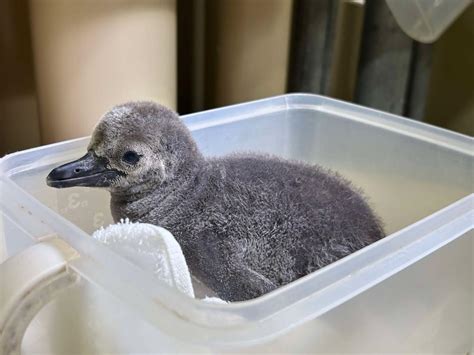 浅虫水族館でフンボルトペンギンのヒナ公開 順調に成長 青森経済新聞