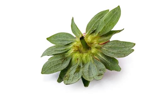 Sépalas De Doença Do Morango As Sépalas São Partes Legais Da Flor
