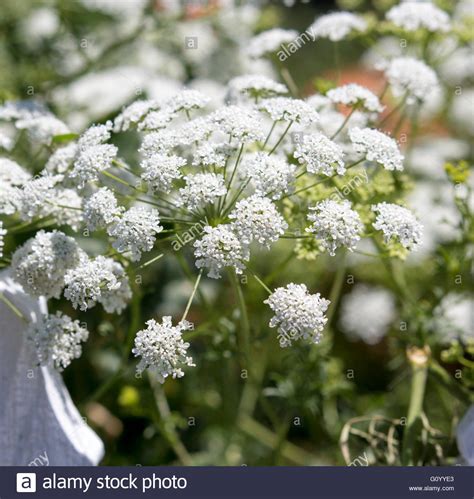 Daucus Carota Wild Carrot Birds Nest Bishops Lace Or Queen Annes