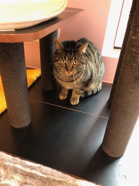 Simba And Pumba Tierheim Solingen