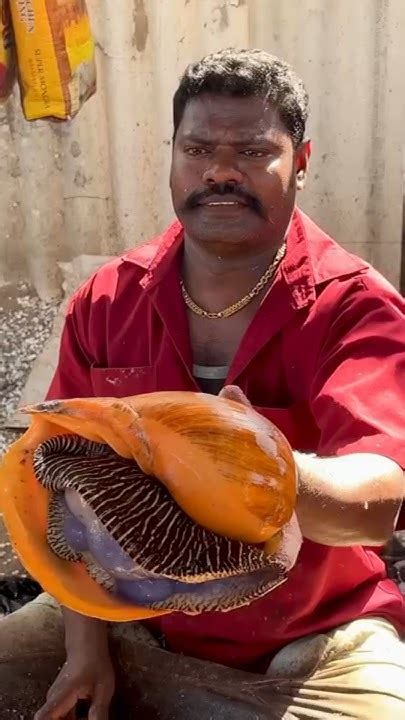 Cutting Sea Snail Viral Youtube