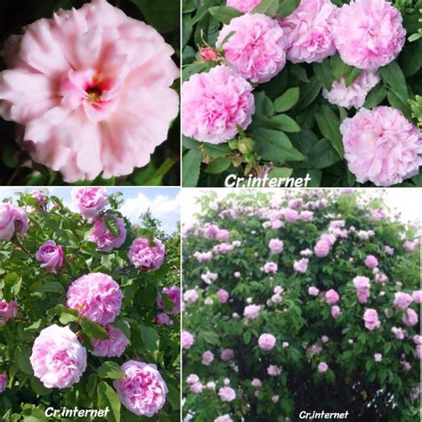 กุหลาบมอญ กุหลาบโบราณ กุหลาบเลื้อย กุหลาบทำชา กุหลาบสายพันธุ์ต่างประเทศ กุหลาบเยอรมัน พุ่มสูง