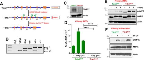Increased Ampk Activation In Tdrd7 Knockout Primary Mouse Cells A B