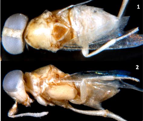 Sciency Thoughts A New Species Of Encyrtid Wasp From The Western Ghats