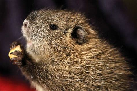 1 Year And 410 Nutria Later The War Against Californias Giant Swamp